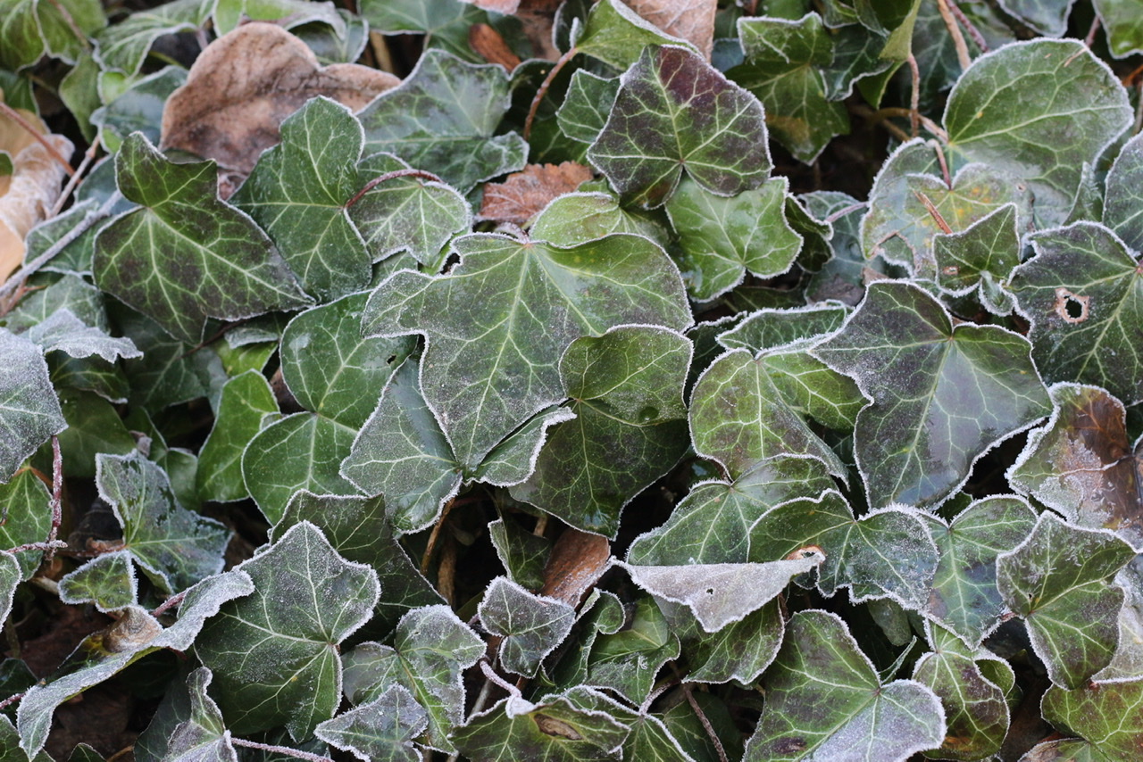 Dekorieren mit Efeu: 7 Ideen für den Wohnbereich - feinslieb