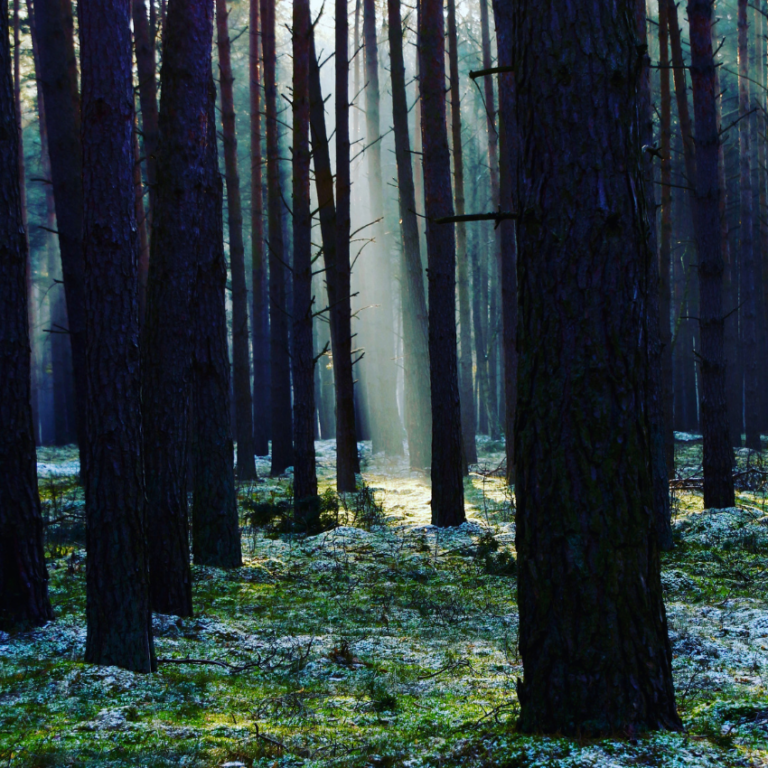 Der Februar im Jahreskreis: Ideen und Impulse - feinslieb