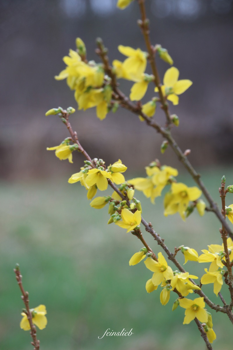 Der April im Jahreskreis: Ideen, Impulse, Aktivitäten - feinslieb