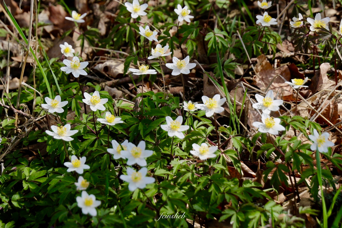 Der April im Jahreskreis: Ideen, Impulse, Aktivitäten - feinslieb