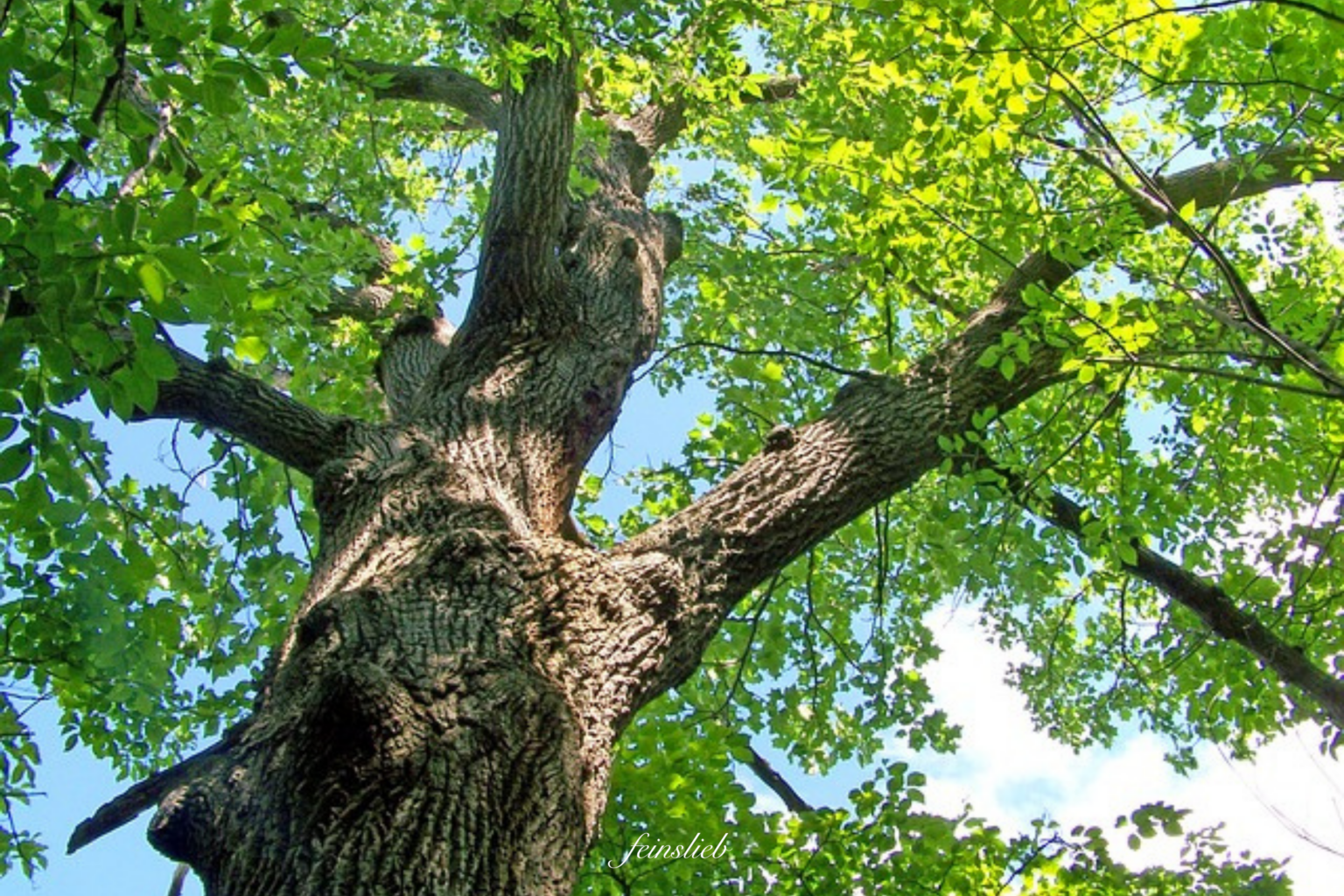 Der Juni im Jahreskreis: Bedeutung, Rituale, Jahreskreisfeste - feinslieb
