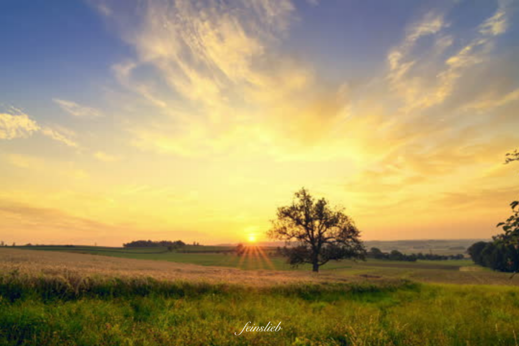 Der Juni im Jahreskreis: Bedeutung, Rituale, Jahreskreisfeste - feinslieb