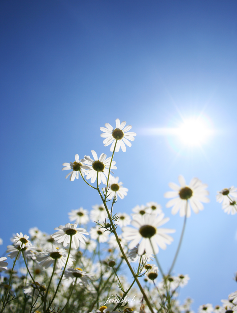 Der Juni im Jahreskreis: Bedeutung, Rituale, Jahreskreisfeste - feinslieb